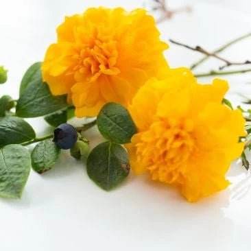 Blue Berry™ Strong Eye Vitamin and Supplement | Blueberries Supplement ...