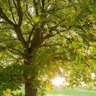 Clear Brain™ & Memory and Cognitive Health Supplement | Brain Health ...